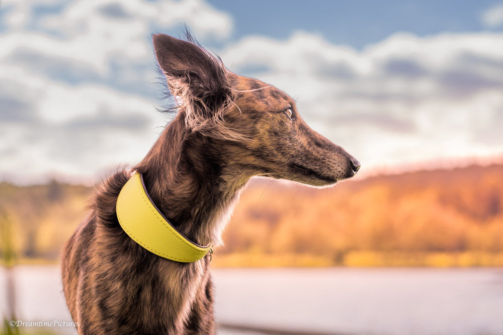 Einzigartig wie dein Windhund – Warum Maßanfertigung mehr ist als nur ...